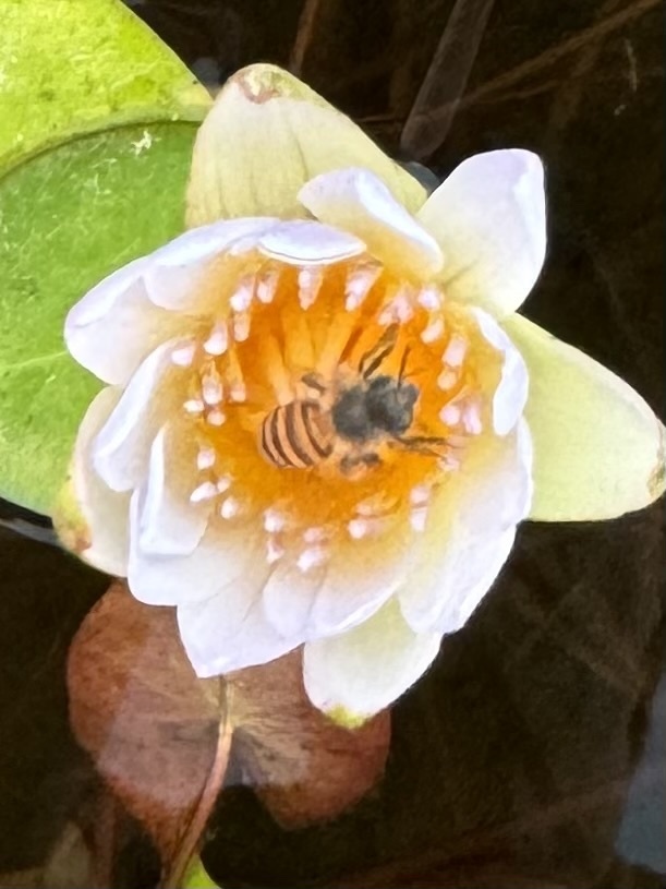 Asian Honey Bee from Meliá Bali, Kabupaten Badung, Bali, ID on July 15 ...