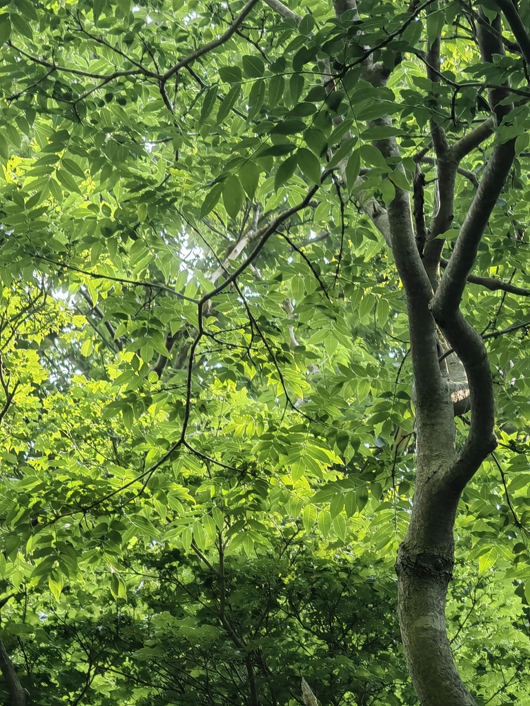 Japanese Ash from Kuril'skiy rayon, RU-SL, RU on July 13, 2024 at 08:59 AM by Tatjana Koroteeva ...