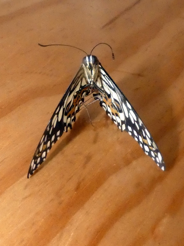 Lime Swallowtail from Vientiane, Laos on July 15, 2024 at 08:34 AM by ...