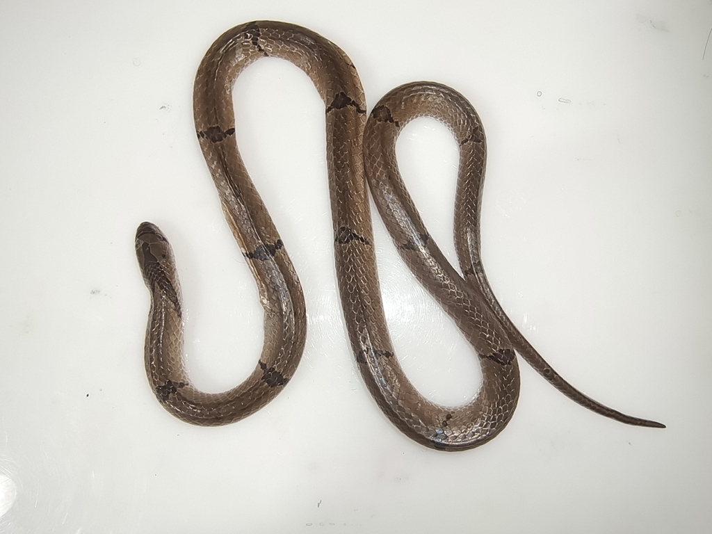 Chinese Kukri Snake on March 20, 2022 at 10:25 PM by 李博恒 · iNaturalist
