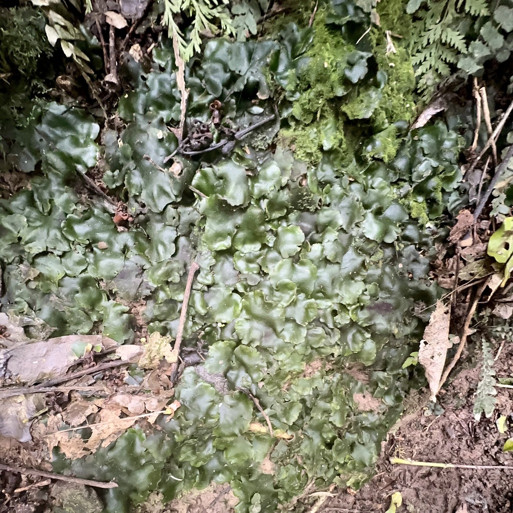 Monoclea forsteri from Hemi Matenga Memorial Park Scenic Reserve ...