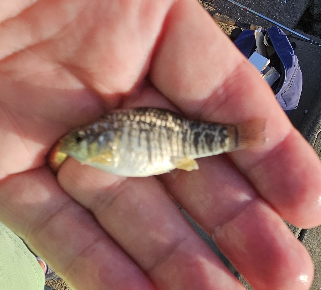 Sheepshead Minnow from Jefferson Parish, LA, USA on July 13, 2024 at 07 ...