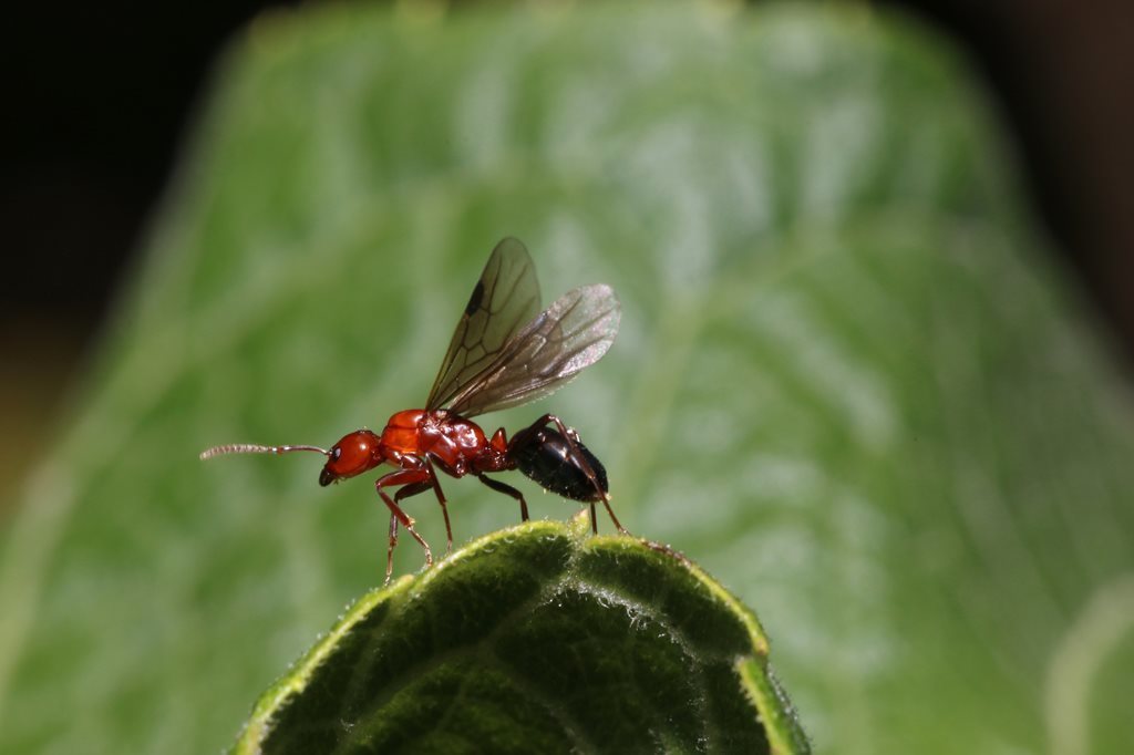 Papyrius from 61 Turton Street, Sunnybank QLD 4109, Australia on ...