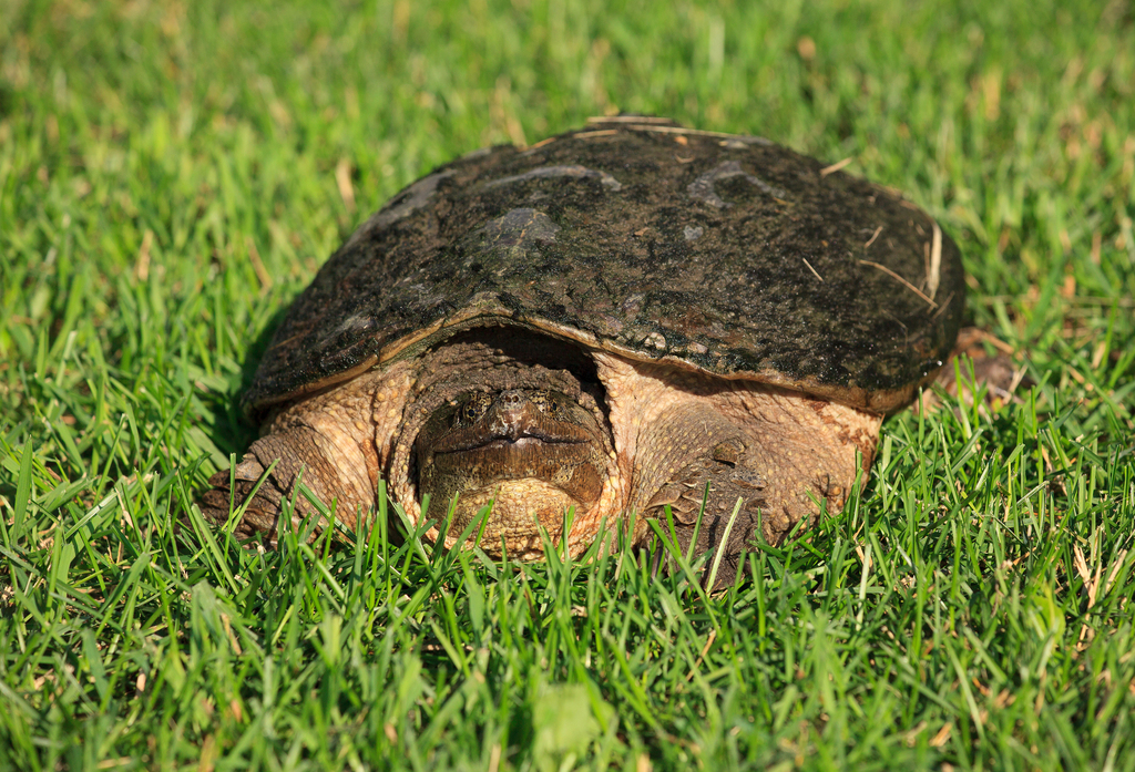 Common Snapping Turtle from Thief River Falls, MN 56701, USA on July 13 ...