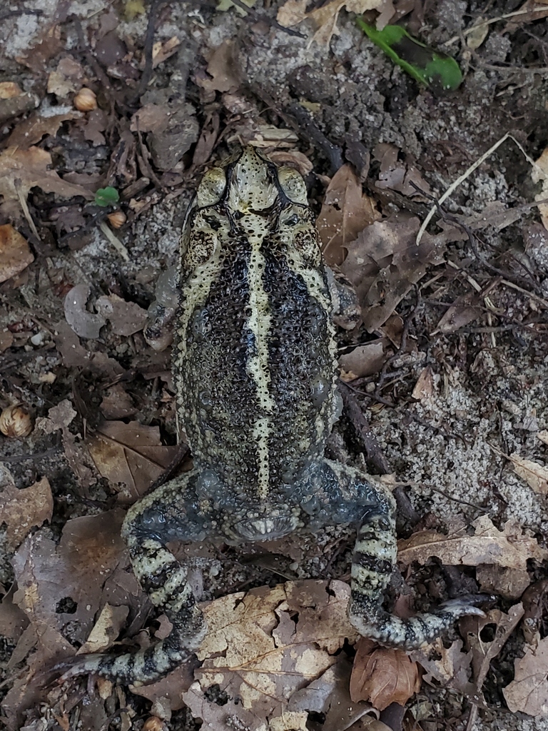 Gulf Coast Toad in July 2024 by Doc_ Lingo. Drowned in a water bowl ...