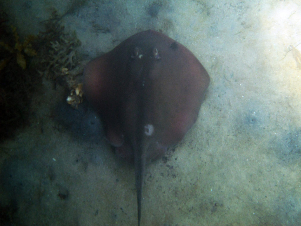 Eastern Shovelnose Stingaree from Greater Geelong - Pt B, AU-VI, AU on ...
