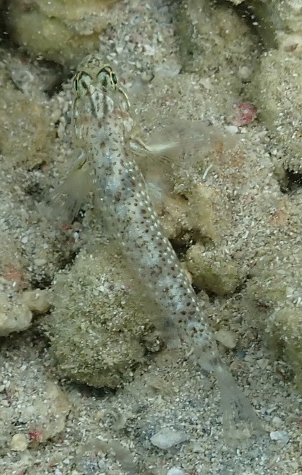 Colon Goby from Caletón de la Majagua, La Romana, La Romana, DO on July ...