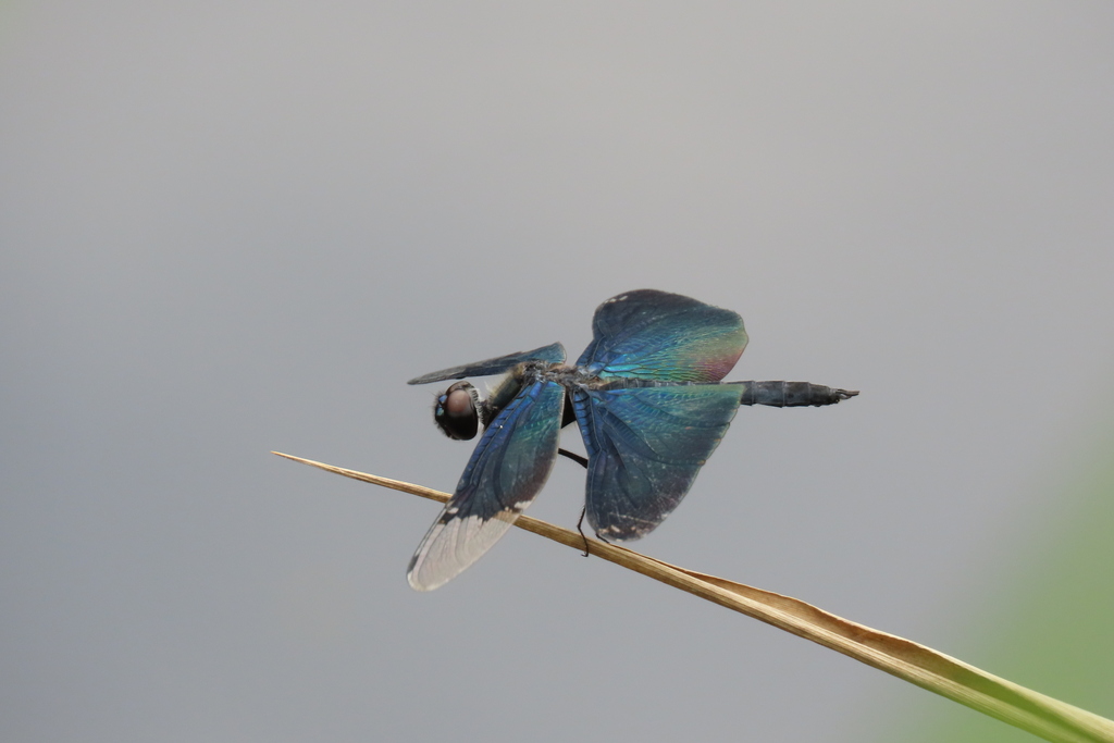 Butterfly Flutterer in July 2024 by Shin.YD -iKBM · iNaturalist