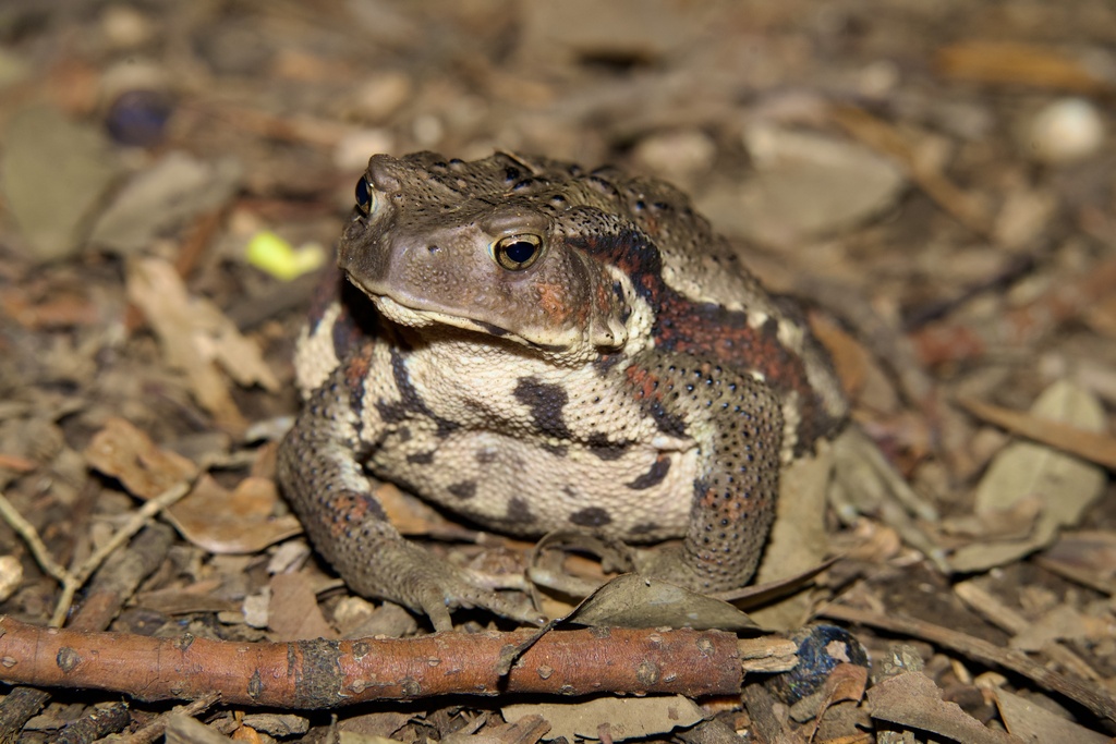 Eastern-Japanese Common Toad from 光が丘公園, 板橋区, 東京都, JP on July 14, 2024 ...