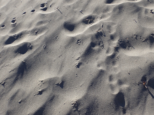 iNaturalist Tracking Database – NatureTracking