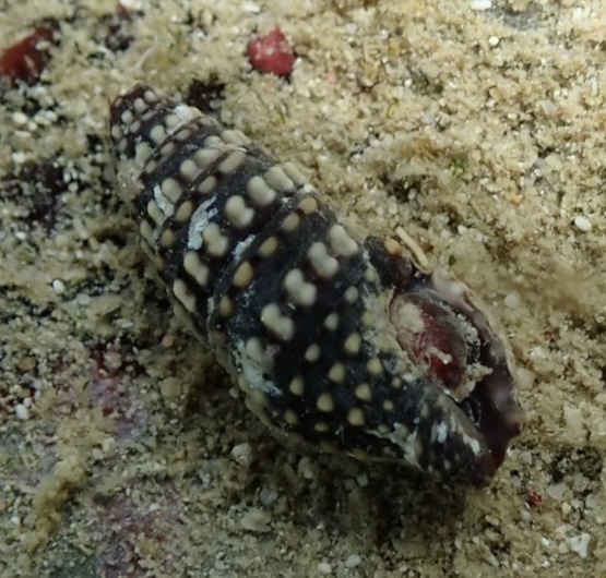 Pilsbryspira zebroides from Caletón de la Majagua, La Romana, La Romana ...