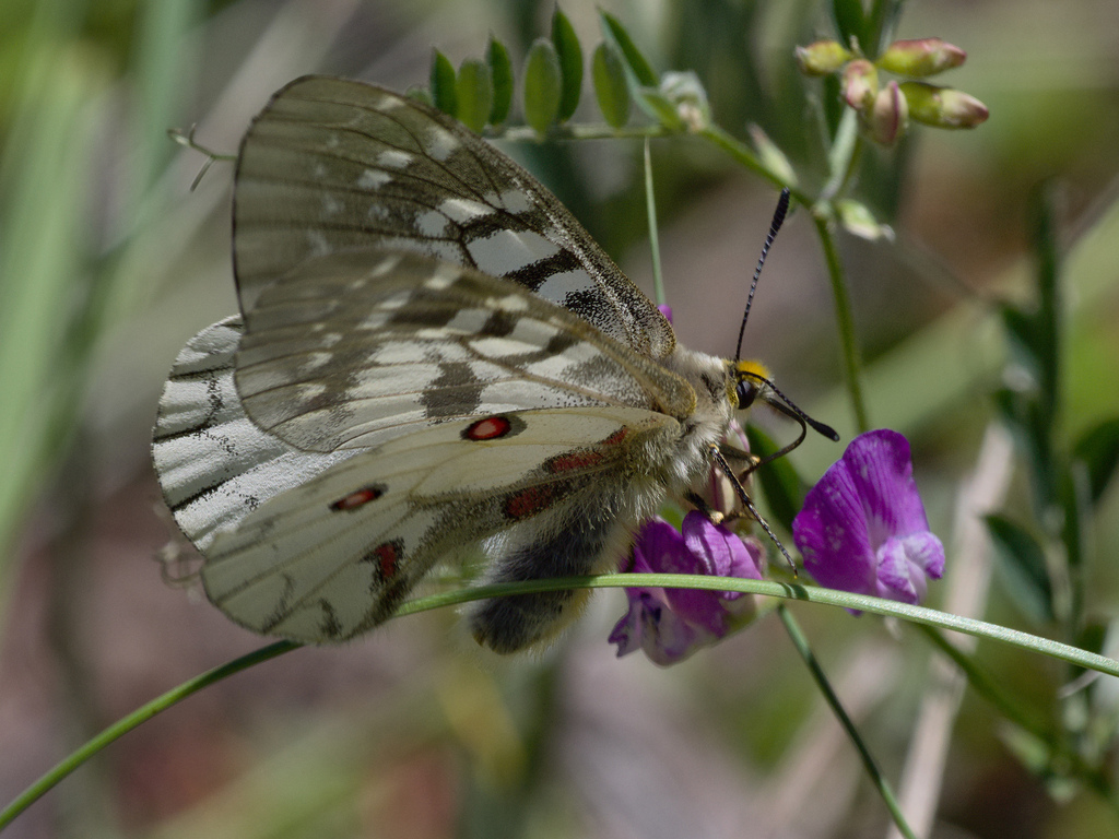 Clodius Parnassian from Nanaimo, BC, Canada on July 7, 2024 at 03:14 PM ...