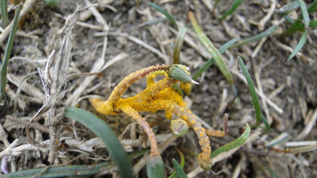 spring beauty rust from Cherokee, KS 66724, USA on March 16, 2012 by ...
