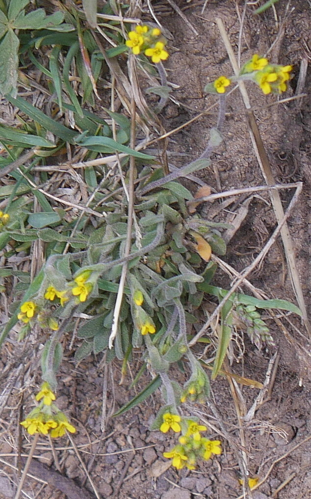 alpine tundra draba from Engineer Mountain, Colorado 81301, USA on July ...