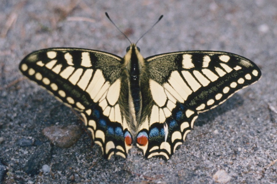 Old World Swallowtail from Italy, Valle d’Aosta region, Val Ferret ...