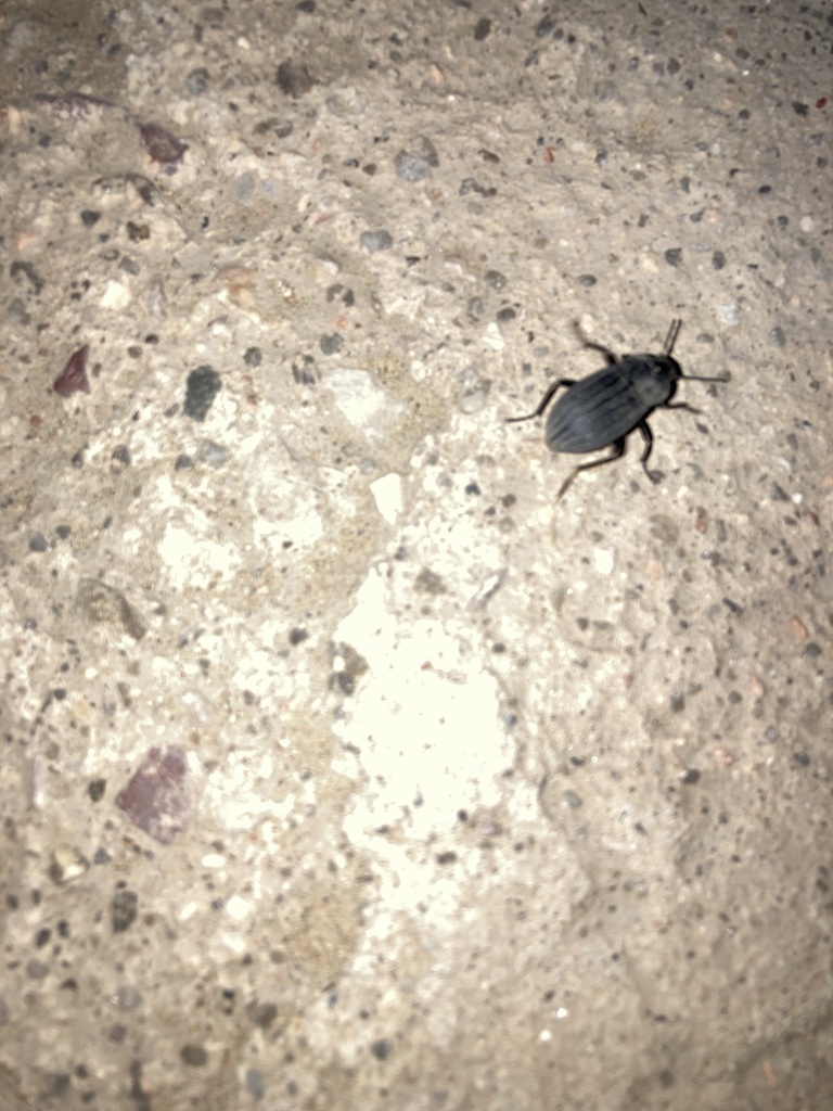 Three-ribbed Darkling Beetle from Tobin Rd, Colorado Springs, CO, US on ...