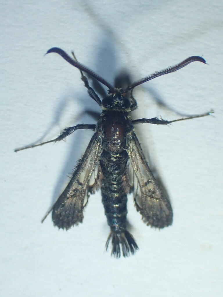 Fireweed Clearwing Moth from D'Alembert, 6400 Route d'aiguebelle, Rouyn ...