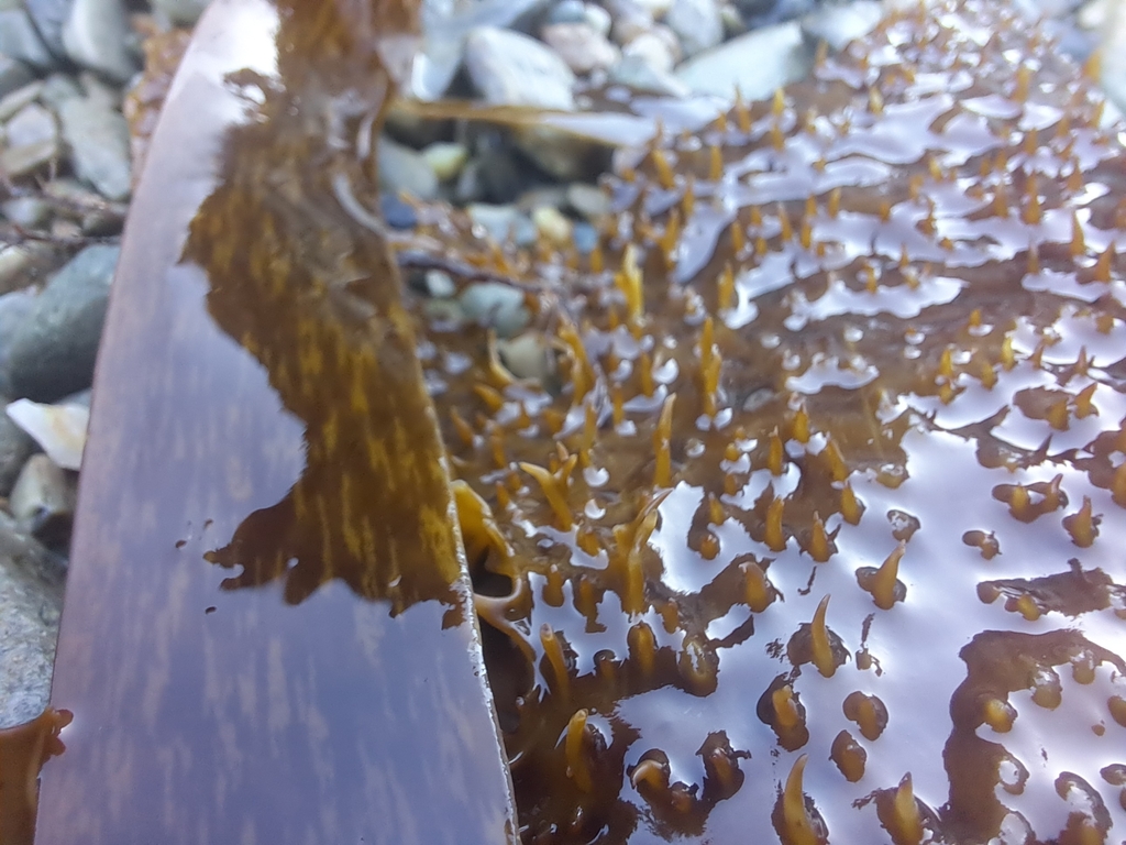 Common Kelp from Glasgow Bay 7281, New Zealand on July 7, 2024 at 01:41 ...