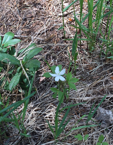 Piper's Anemone (Anemone piperi) · iNaturalist