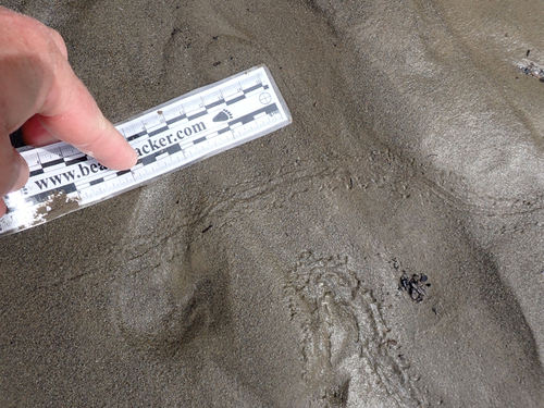 iNaturalist Tracking Database – NatureTracking