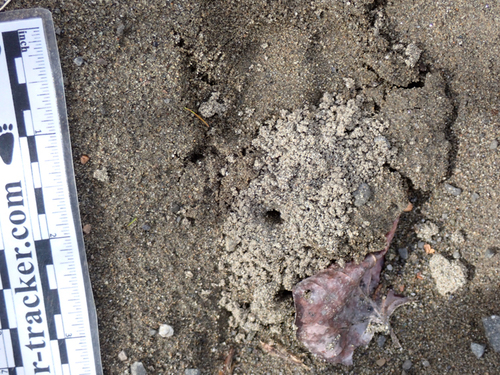 iNaturalist Tracking Database – NatureTracking