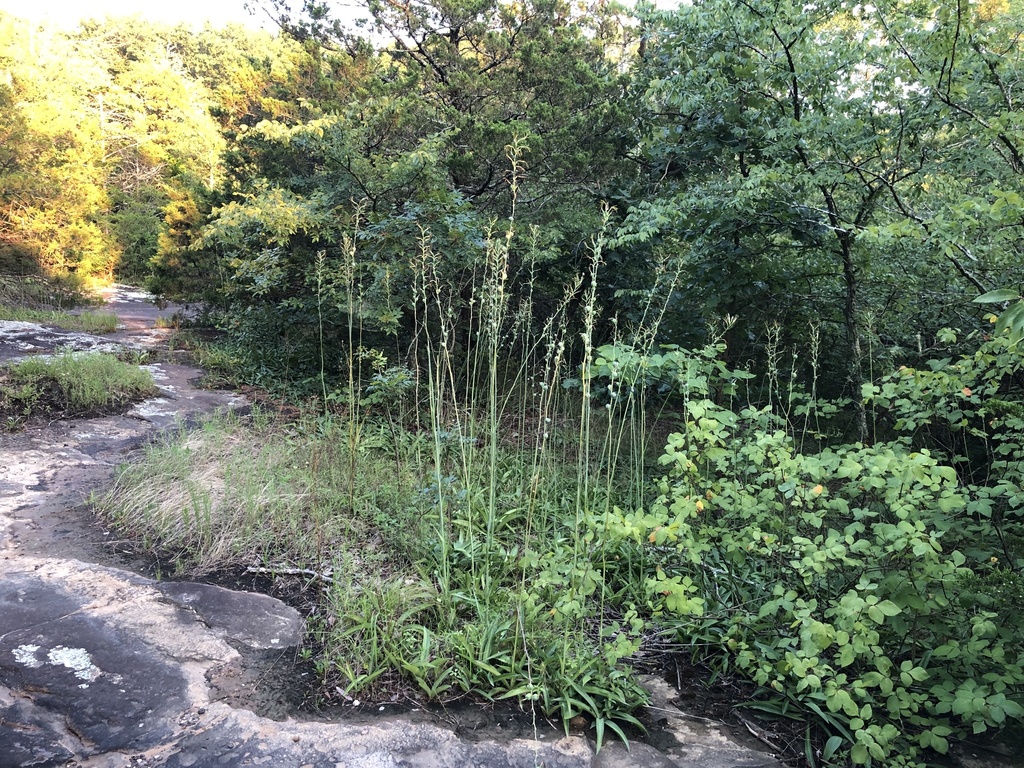 Eastern False Aloe in July 2024 by Matt Tomlinson. Sandstone glade ...