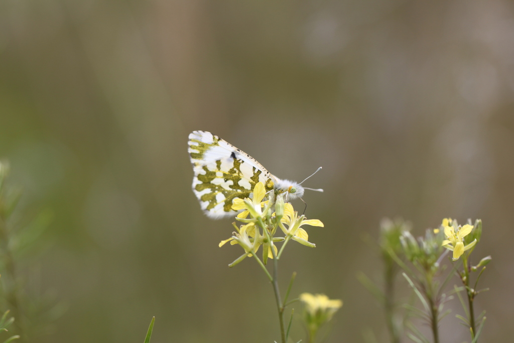 Large Marble (The Butterflies of San Francisco ) · iNaturalist