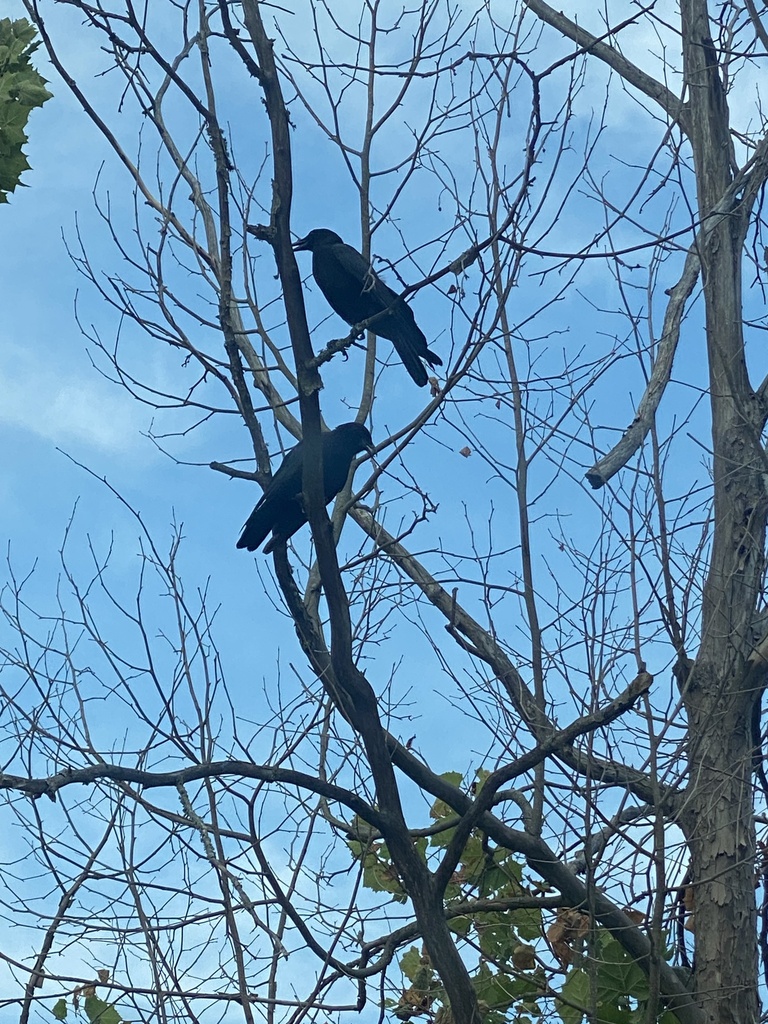 American Crow from Downs Blvd, Franklin, TN, US on July 12, 2024 at 06: ...