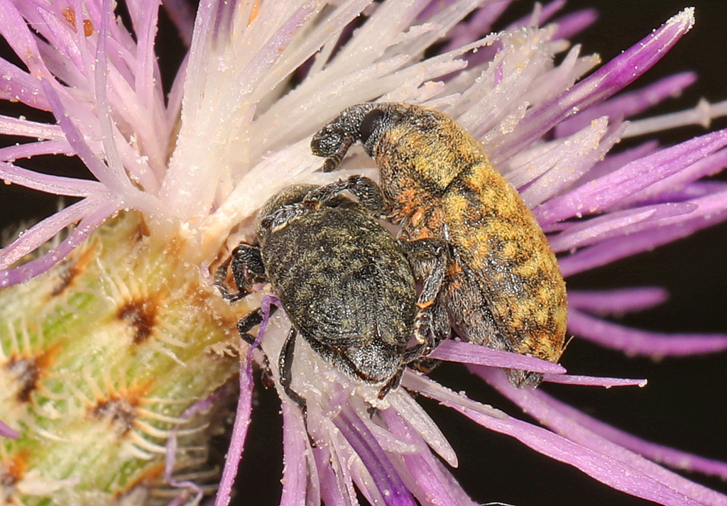 Blunt Knapweed Flower Weevil from Green Ridge State Forest, 28700 ...