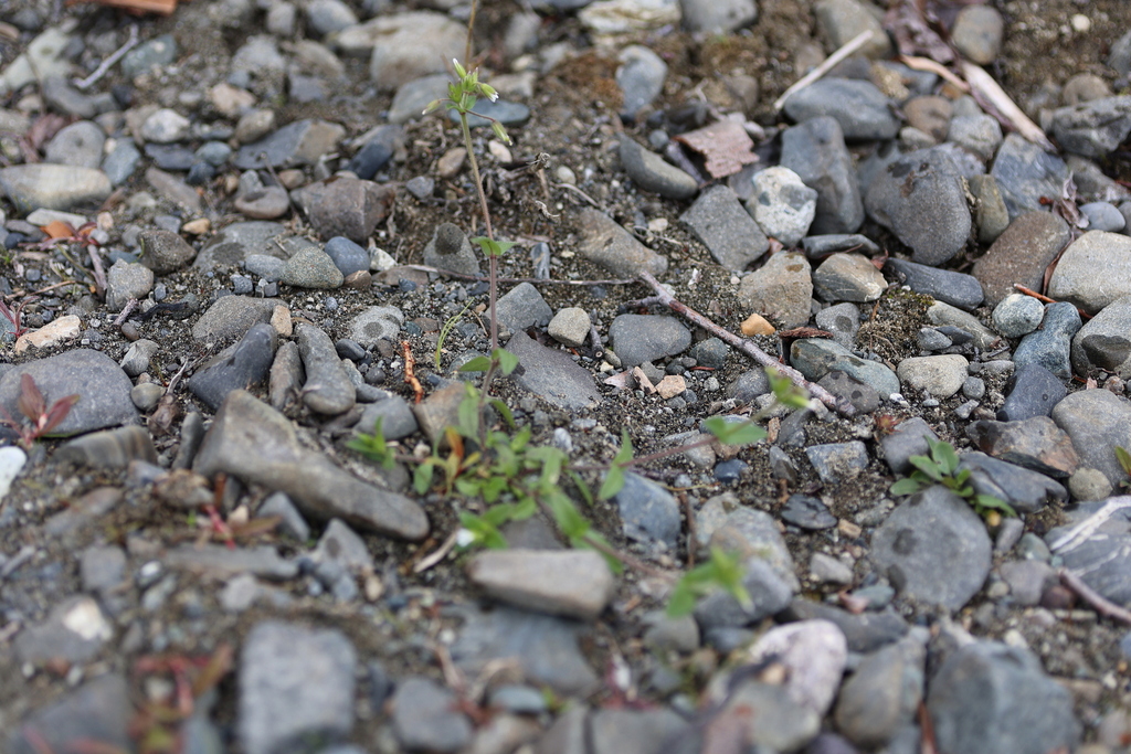 bering mouse-ear chickweed from Yukon, Canada on July 13, 2024 at 03:02 ...