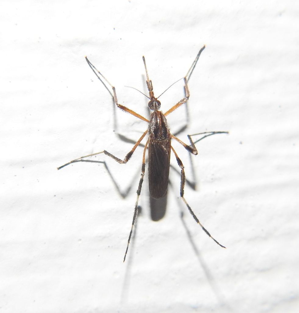 Gallinipper from Newark, DE, USA on July 14, 2024 by Nate N. · iNaturalist