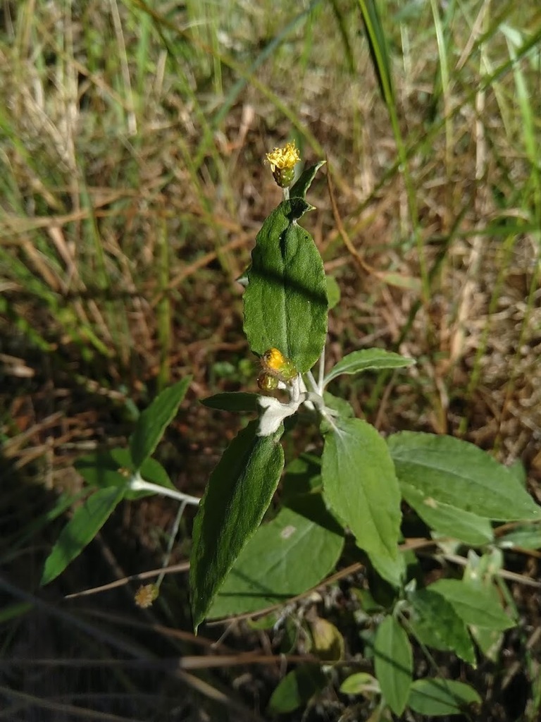 Acomis acoma from St Mary QLD 4650, Australia on June 01, 2019 at 07:12 ...