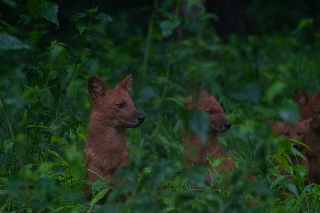 Dhole in July 2024 by Soham Mehta. On safari in Nagarhole NP (Coorg ...