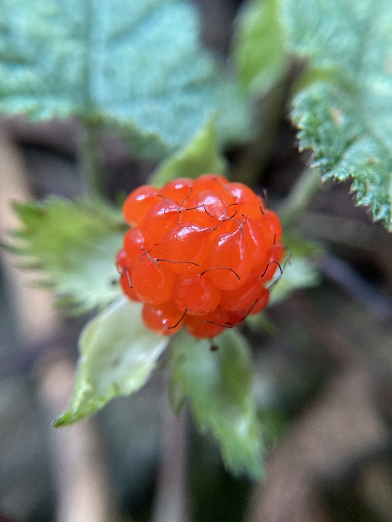 Rubus pectinellus from 觀霧遊憩區, 泰安鄉, MIA, TW on July 14, 2024 at 03:11 PM ...