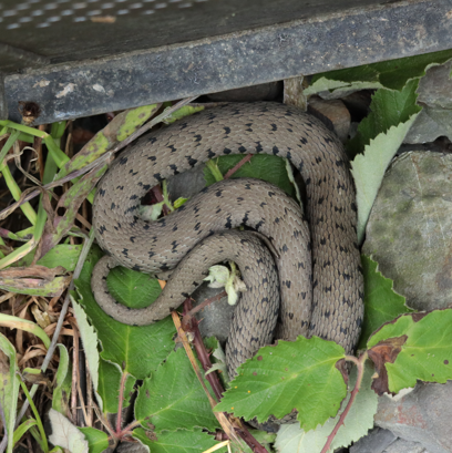 elapotinus's Identifications · iNaturalist