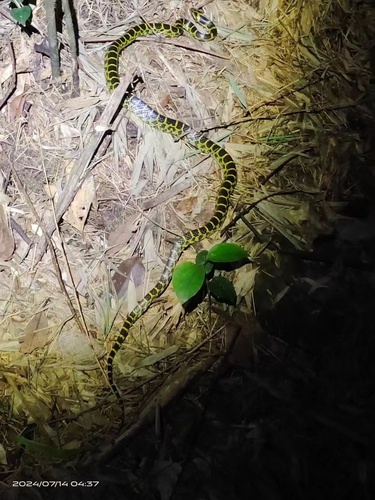 elapotinus's Identifications · iNaturalist