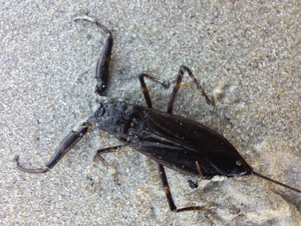 Laccotrephes from Strand, Cape Town, 7139, South Africa on July 15 ...