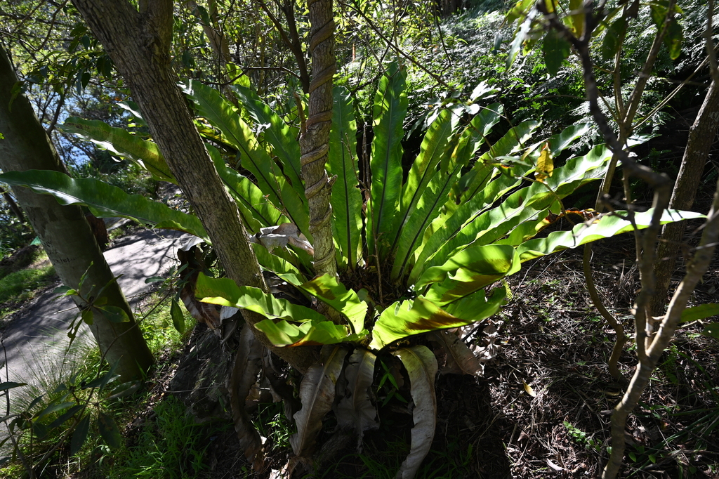 Bird's nest fern from Sydney NSW, Australia on July 15, 2024 at 12:04 ...