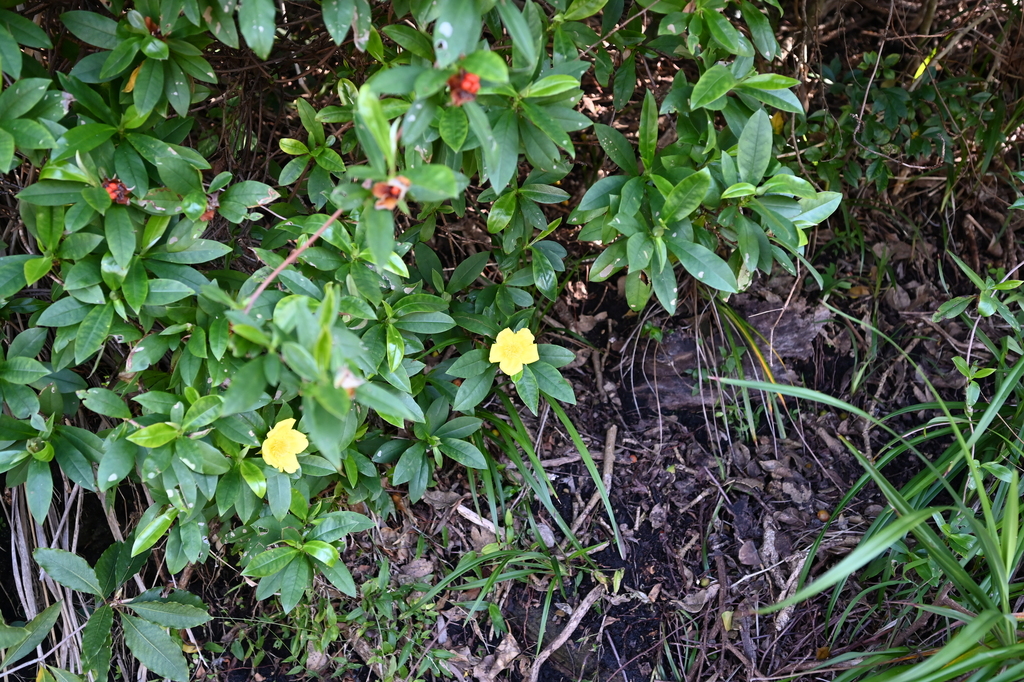 Climbing Guinea flower from Sydney NSW, Australia on July 15, 2024 at ...