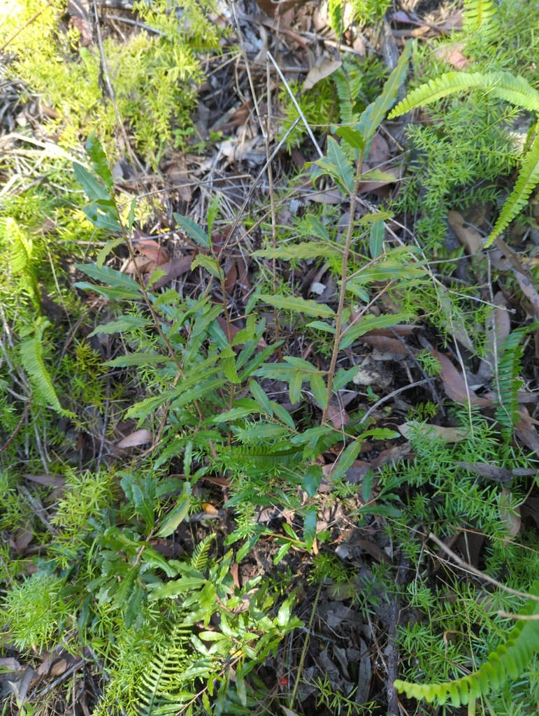 Small-leaved plane from Sutherland NSW 2232, Australia on July 15, 2024 ...