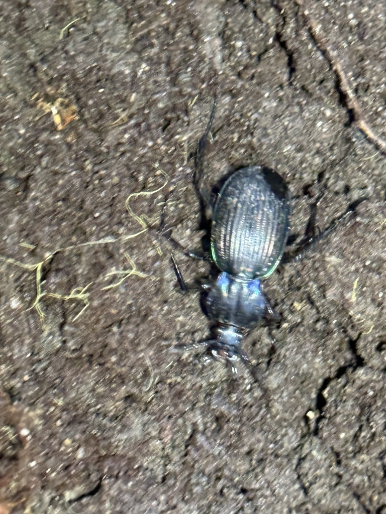Pamborus from Illawarra Escarpment State Conservation Area, Austinmer ...