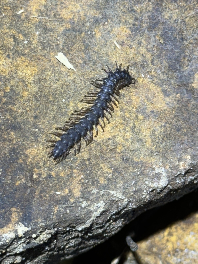 Dalodesmidae from Buttenshaw Dr, Coledale, NSW, AU on July 15, 2024 at ...