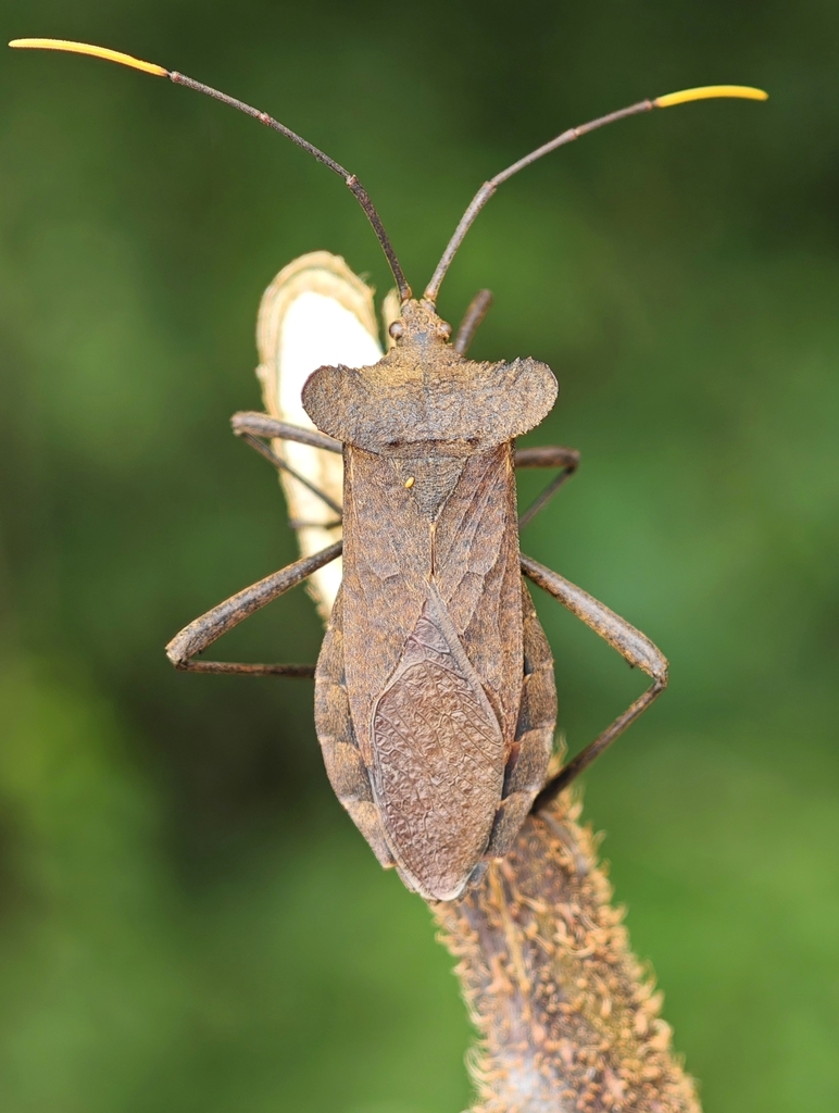 Ochrochira stenopoda from 贵州省黔南布依族苗族自治州都匀市毛尖镇高寨 on July 15, 2024 at 01: ...