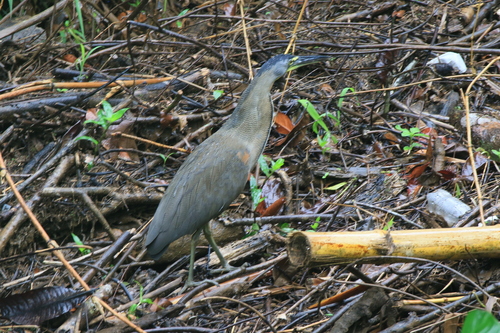 Observations by ross_field · iNaturalist Australia