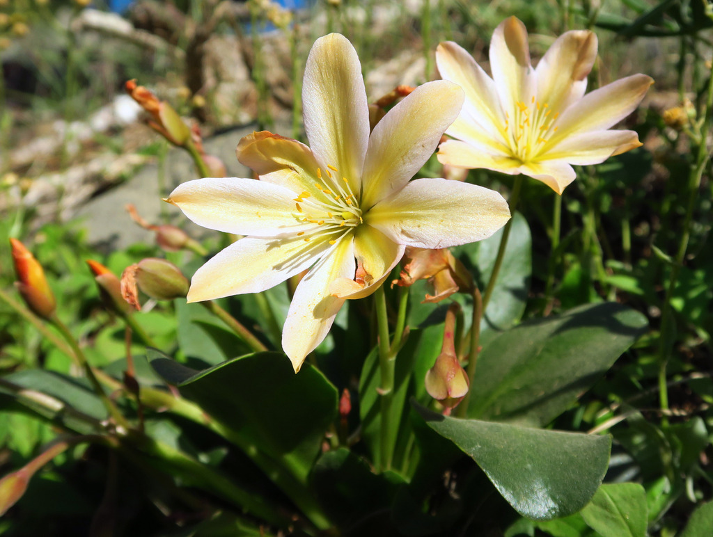 Tweedy's lewisia in July 2024 by Adam Schneider · iNaturalist