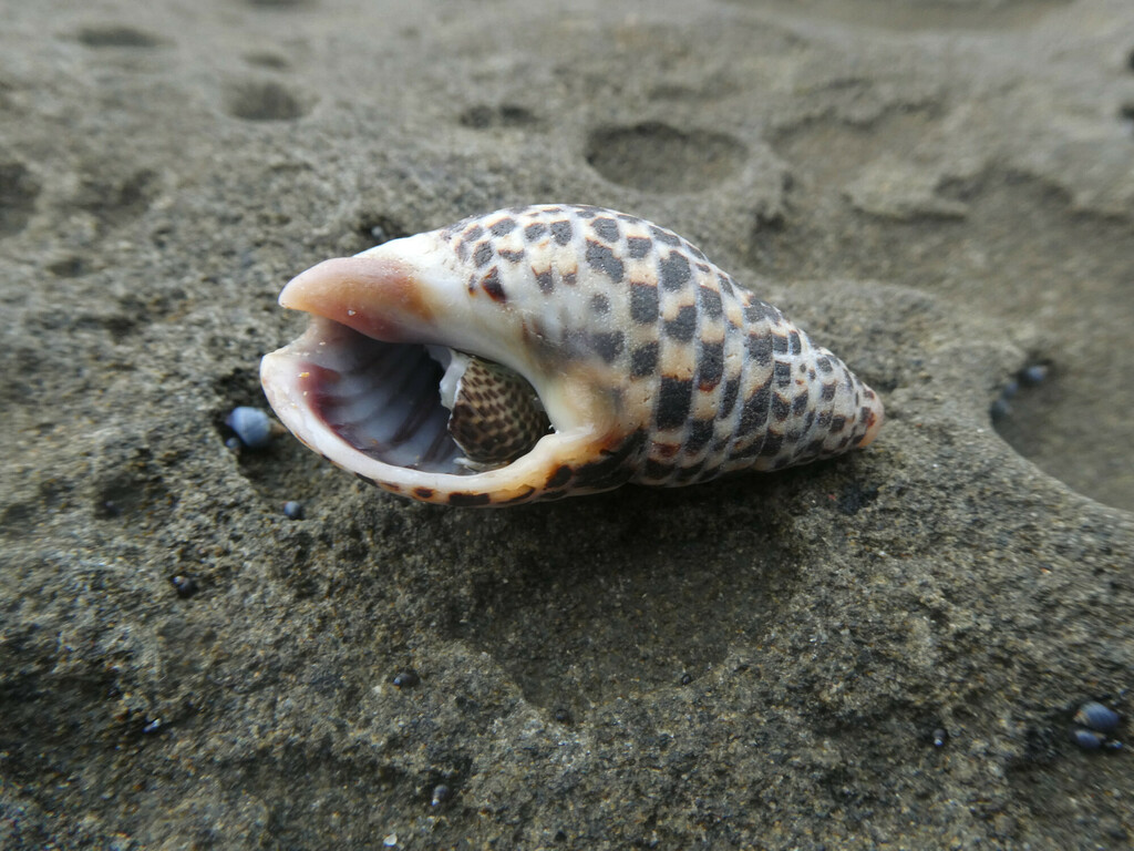 Lineated cominella from Marengo VIC 3233, Australia on July 11, 2024 at ...