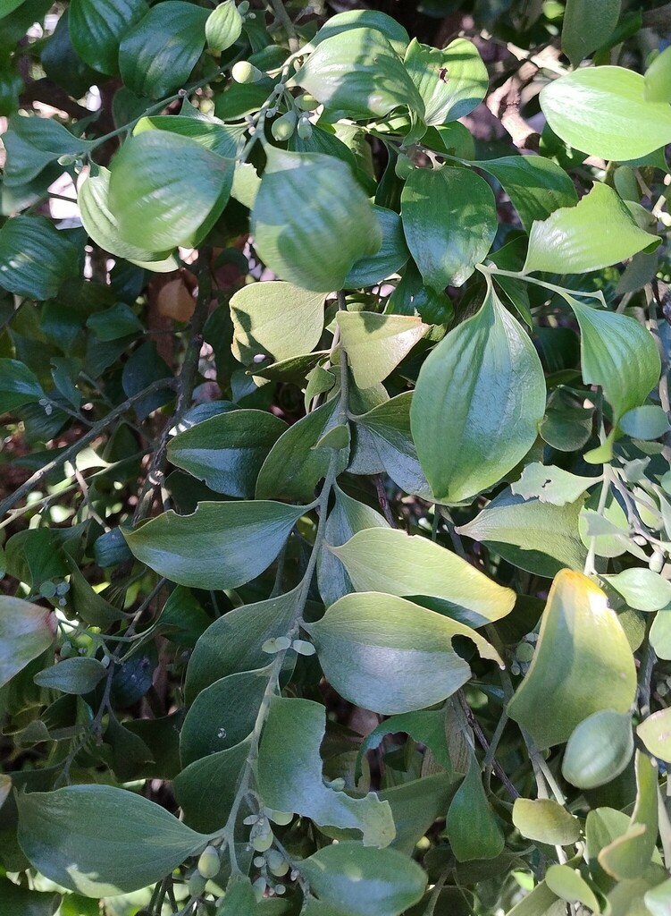 Broad Leaved Native Cherry from Sunshine Coast QLD, Australia on July ...