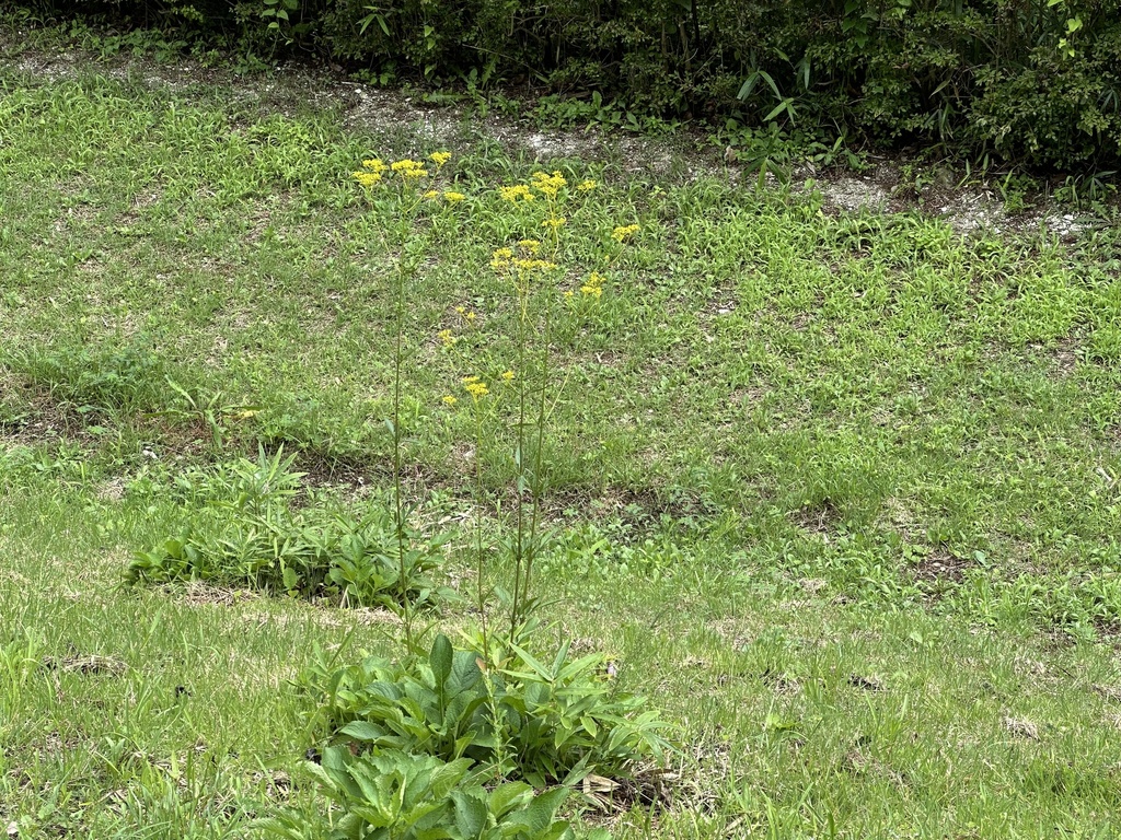 eastern valerian from 道の駅 うつのみや ろまんちっく村, 宇都宮市, 栃木県, JP on July 15, 2024 ...
