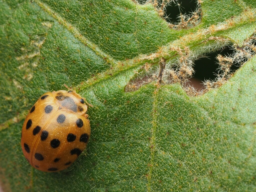 Hadda Beetle from Tarzali QLD 4885, Australia on July 14, 2024 at 03:59 ...