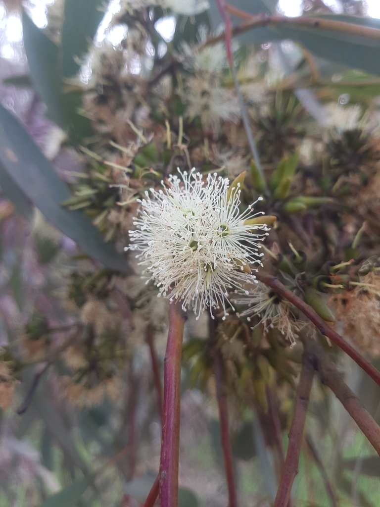 Eucalyptus capillosa from Pingaring WA 6357, Australia on July 12, 2024 ...